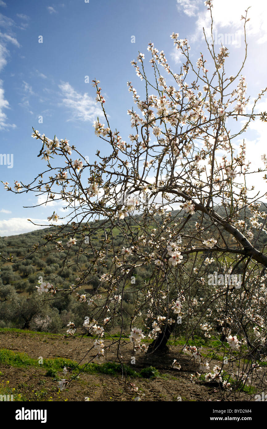 In the spanish sky hi-res stock photography and images - Alamy