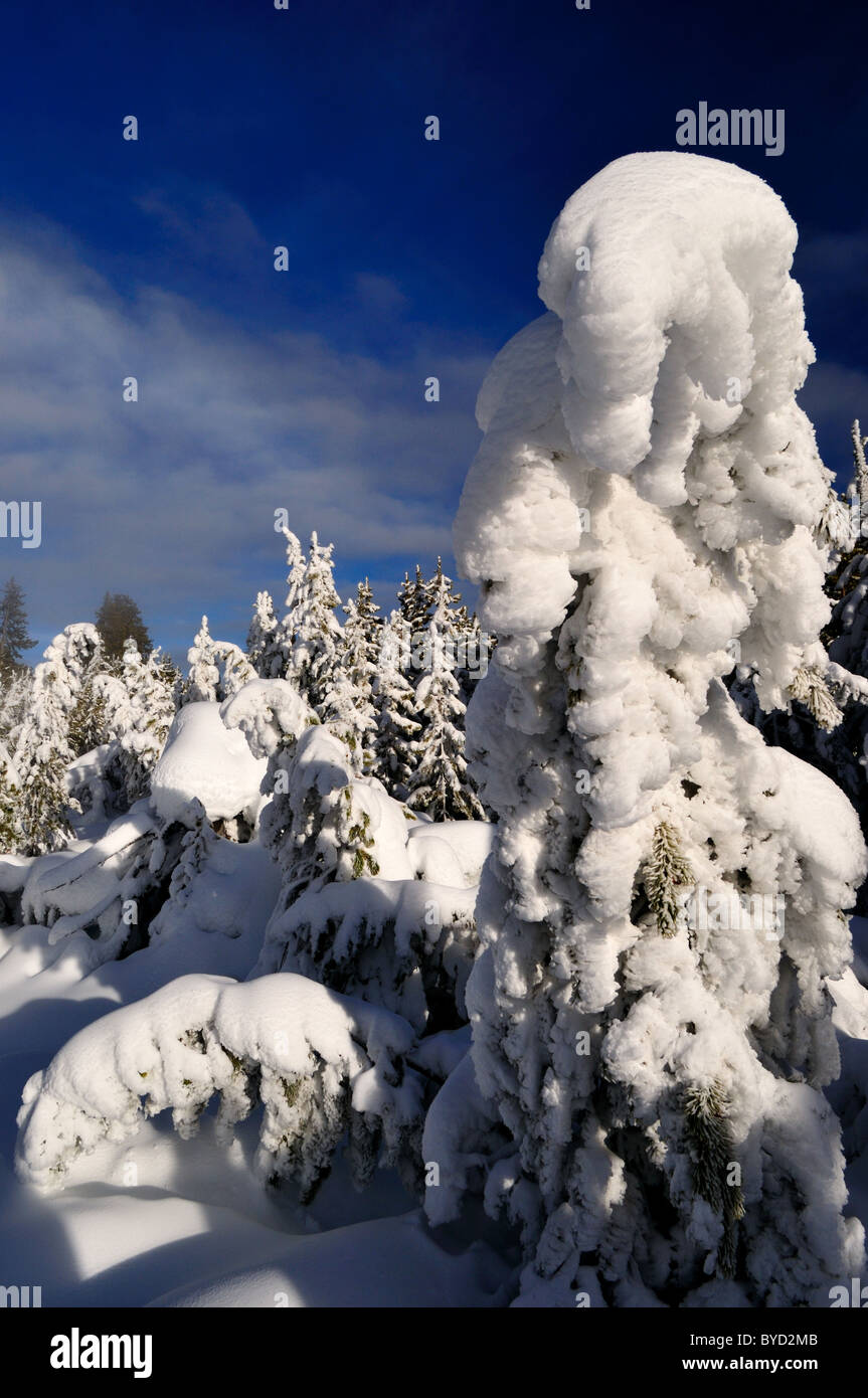 Ghost tree hi-res stock photography and images - Alamy