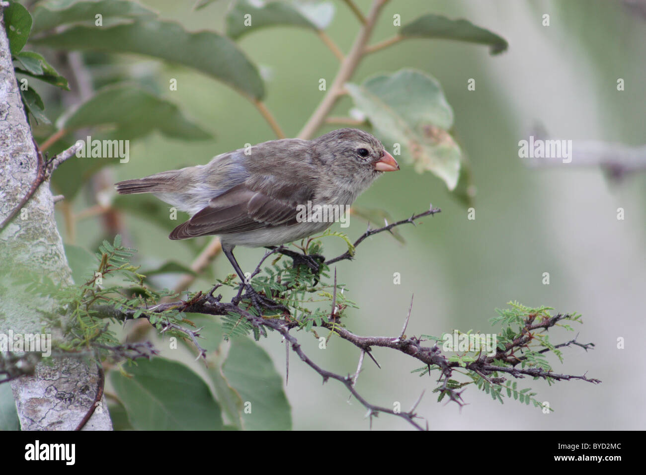 Darwin's Finch in the Galapagos Islands Stock Photo - Alamy