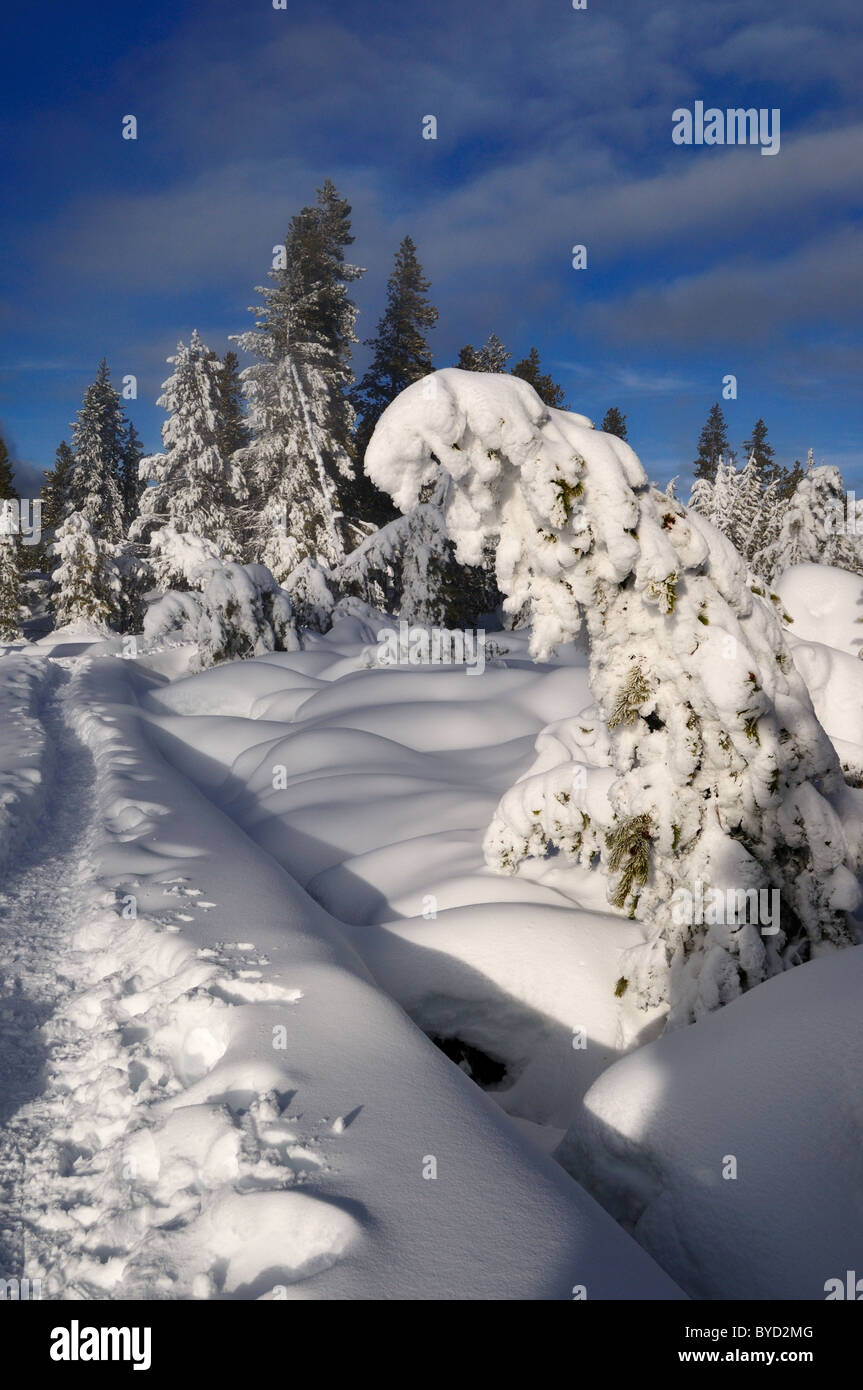 Ghost tree hi-res stock photography and images - Alamy