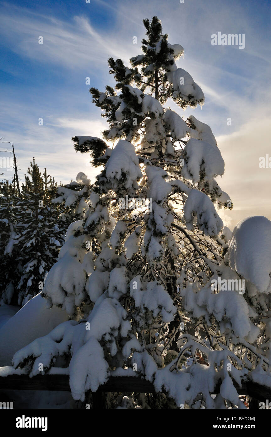 Lodgepole pine tree hi-res stock photography and images - Alamy