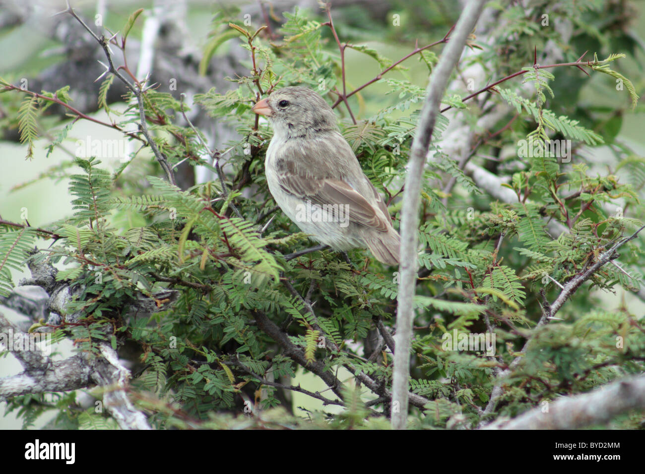Darwin finch hi-res stock photography and images - Alamy