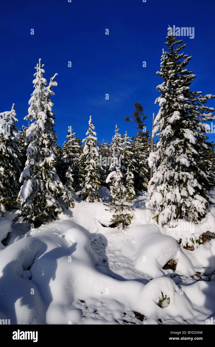 Lodgepole pine forest hi-res stock photography and images - Alamy