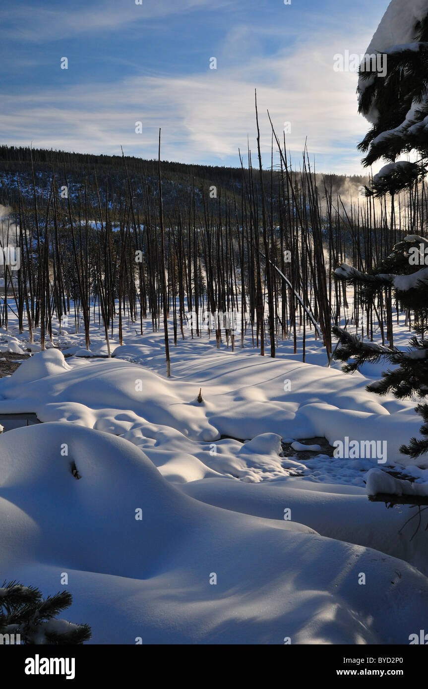 Dead lodgepole pine trees hi-res stock photography and images - Alamy
