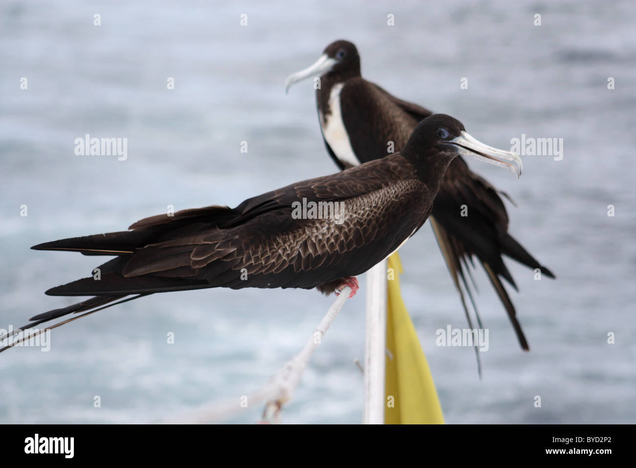 Female Frigate Birds perching on a clothes line Stock Photo - Alamy