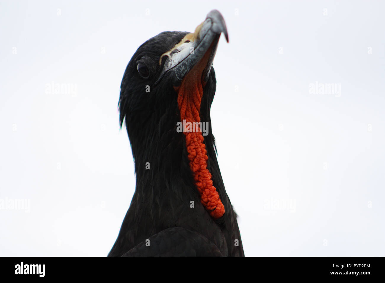Male Frigate Bird in the Galapagos Islands Stock Photo - Alamy