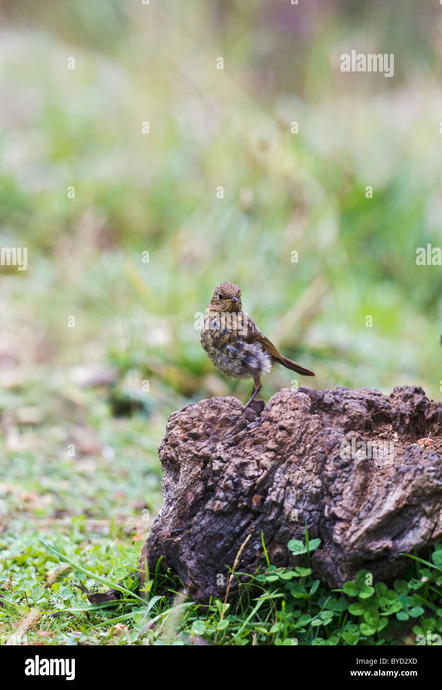 Immature robin hi-res stock photography and images - Alamy