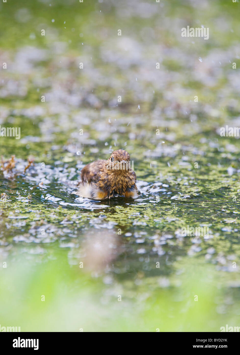 Immature robin hi-res stock photography and images - Alamy