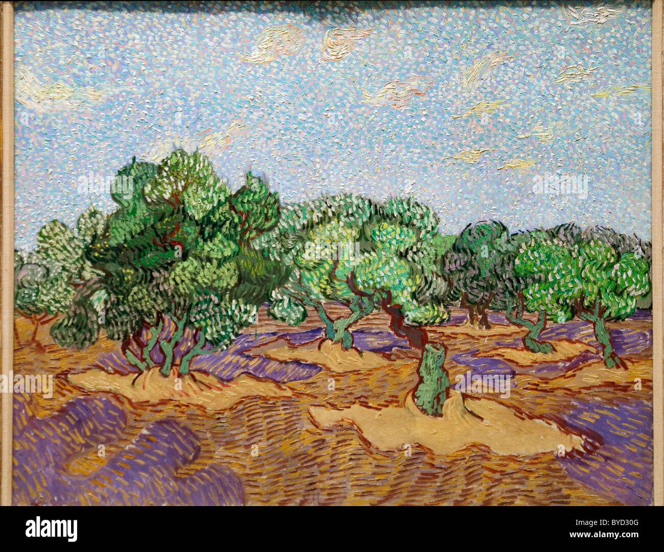 Olive Orchard, 1889, by Vincent van Gogh Stock Photo - Alamy