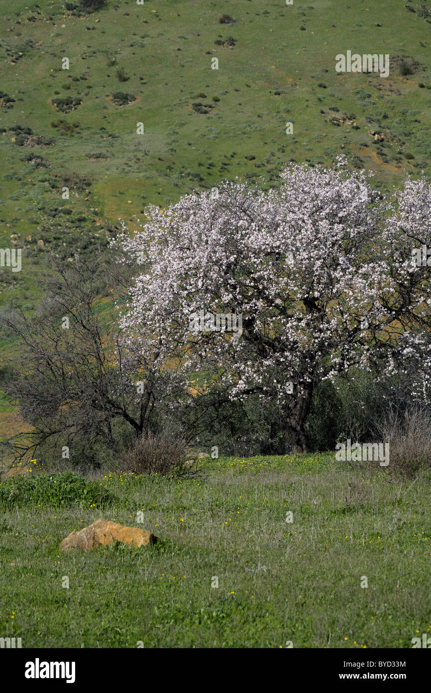 Almond tree in blossom, February, Andalucia, Spain, Europe, European ...
