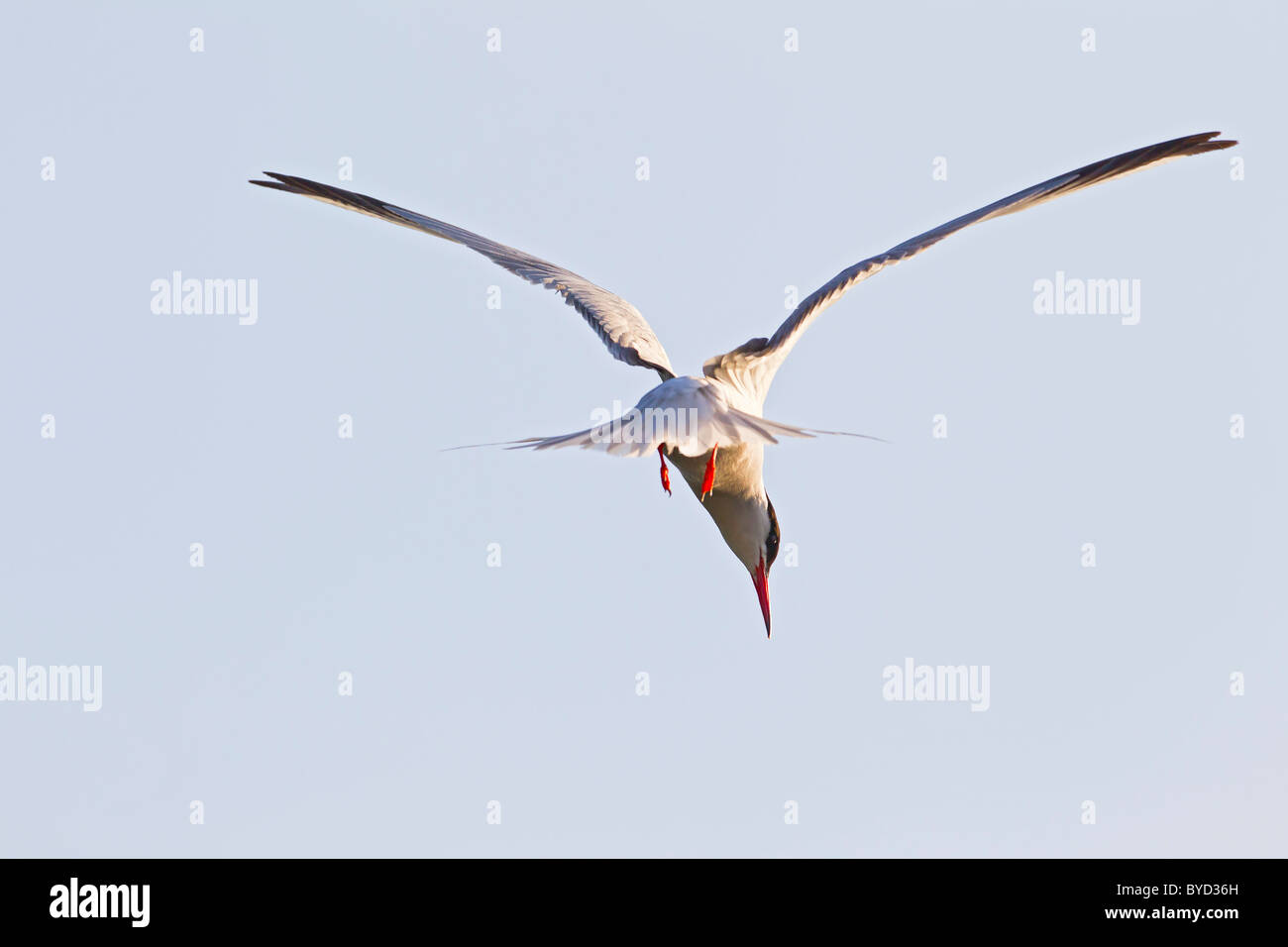 Tern fishing hi-res stock photography and images - Alamy