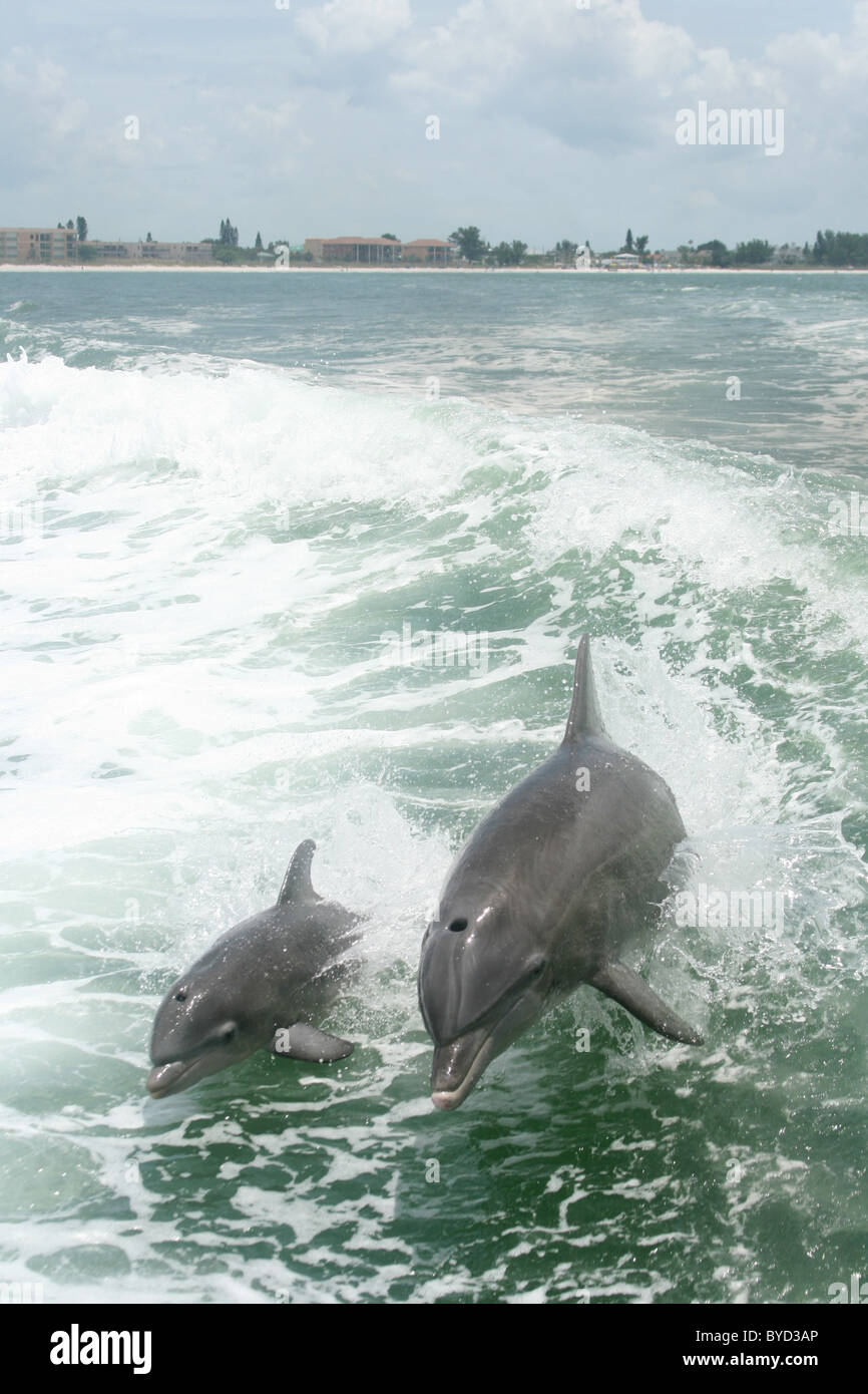 Florida dolphins hi-res stock photography and images - Alamy