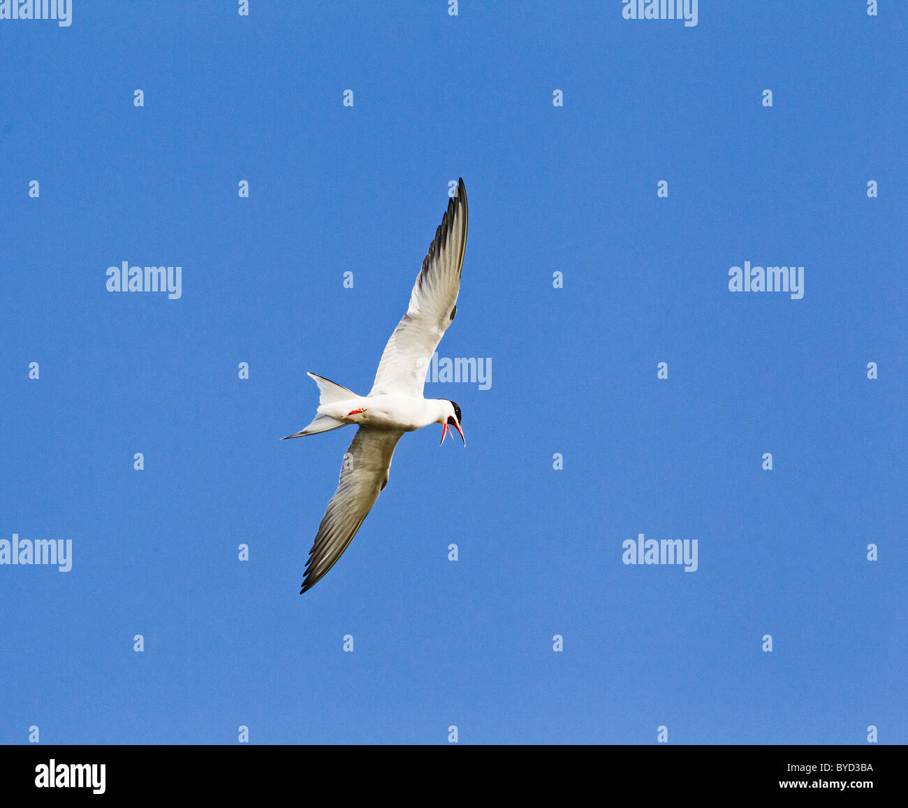 Tern fishing hi-res stock photography and images - Alamy