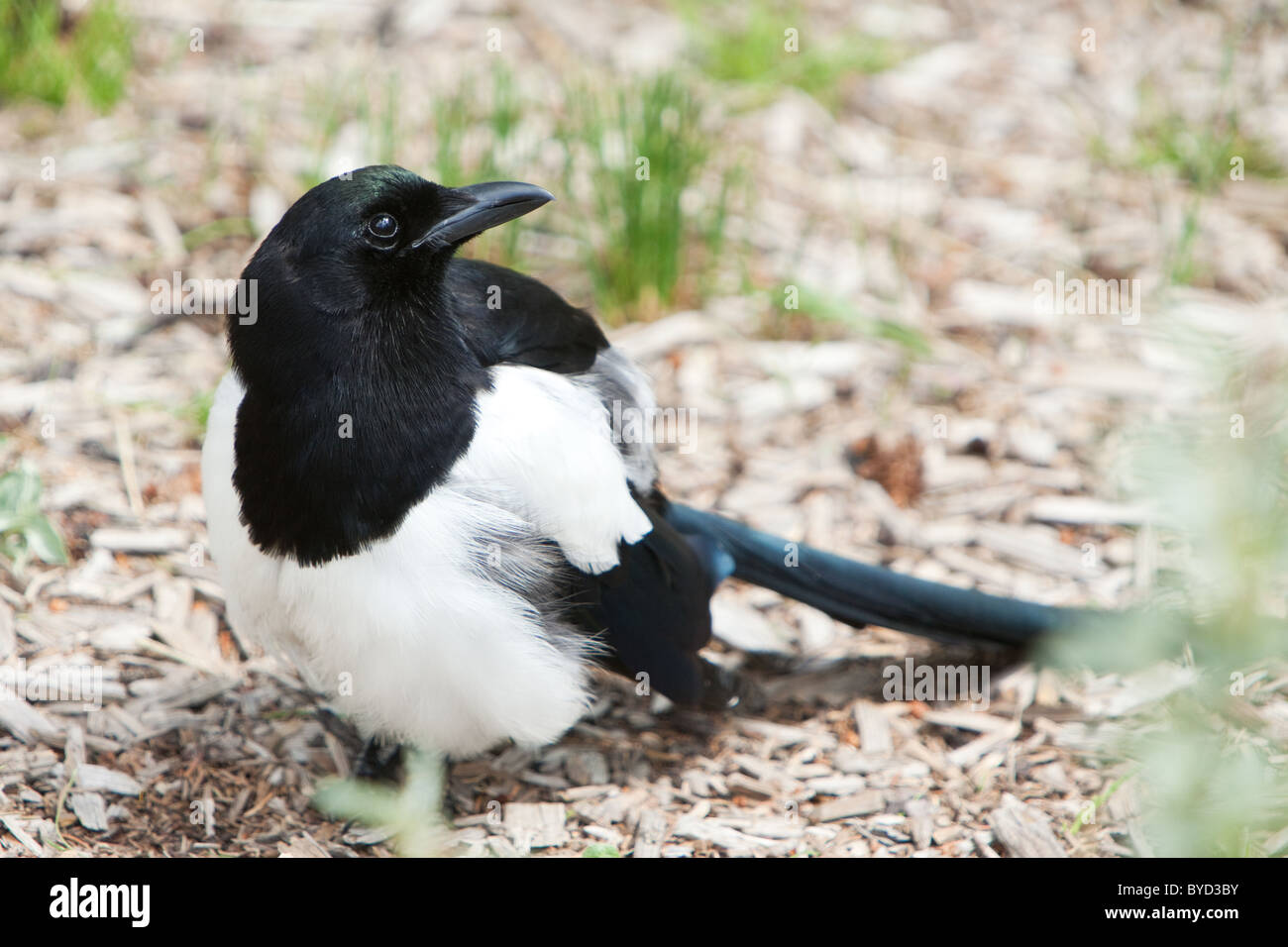A Black-billed Magpie looks around in Banff National Park, Alberta ...
