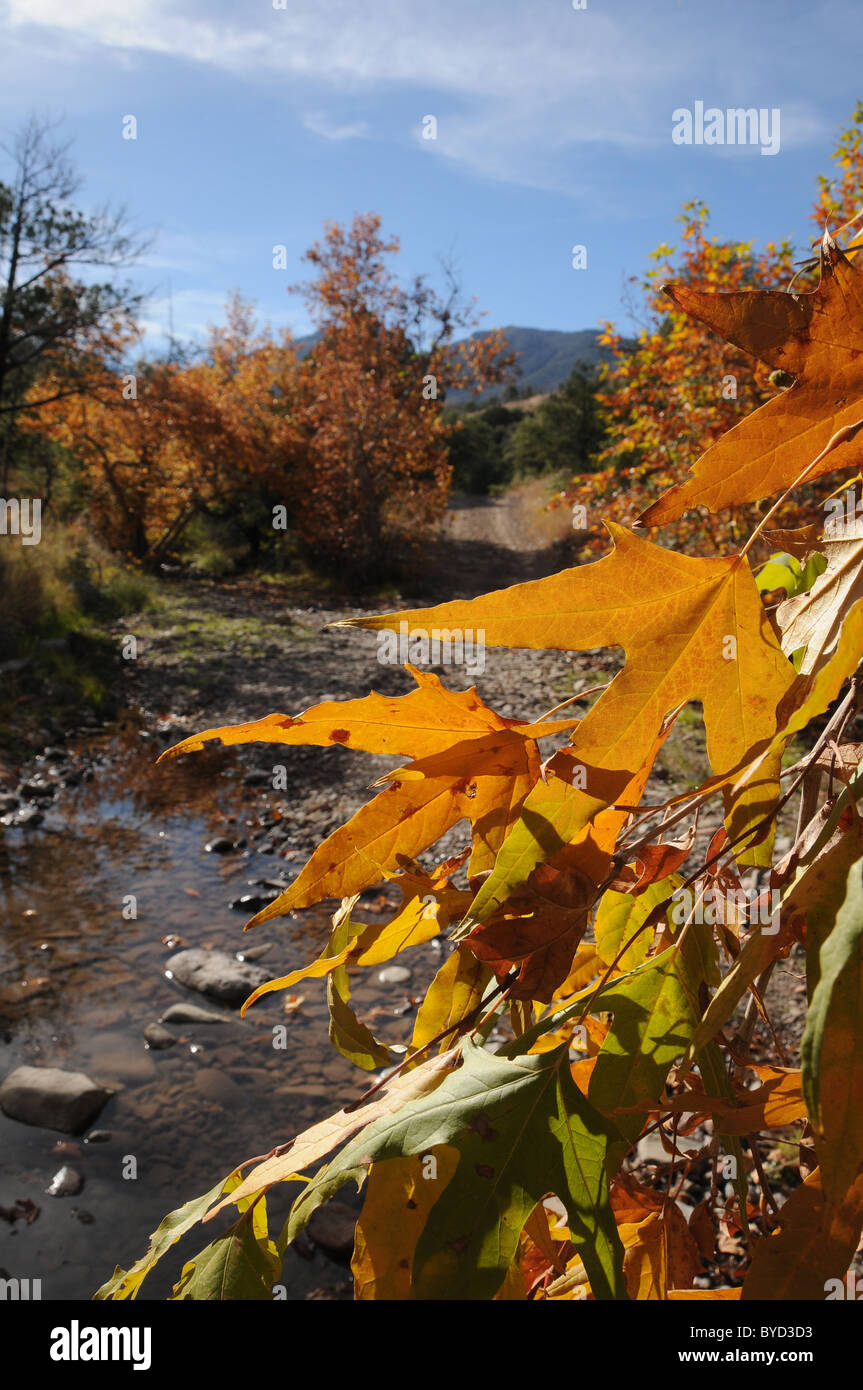 Leaves turn colors in the Fall in Gardner Canyon, Santa Rita Mountains ...