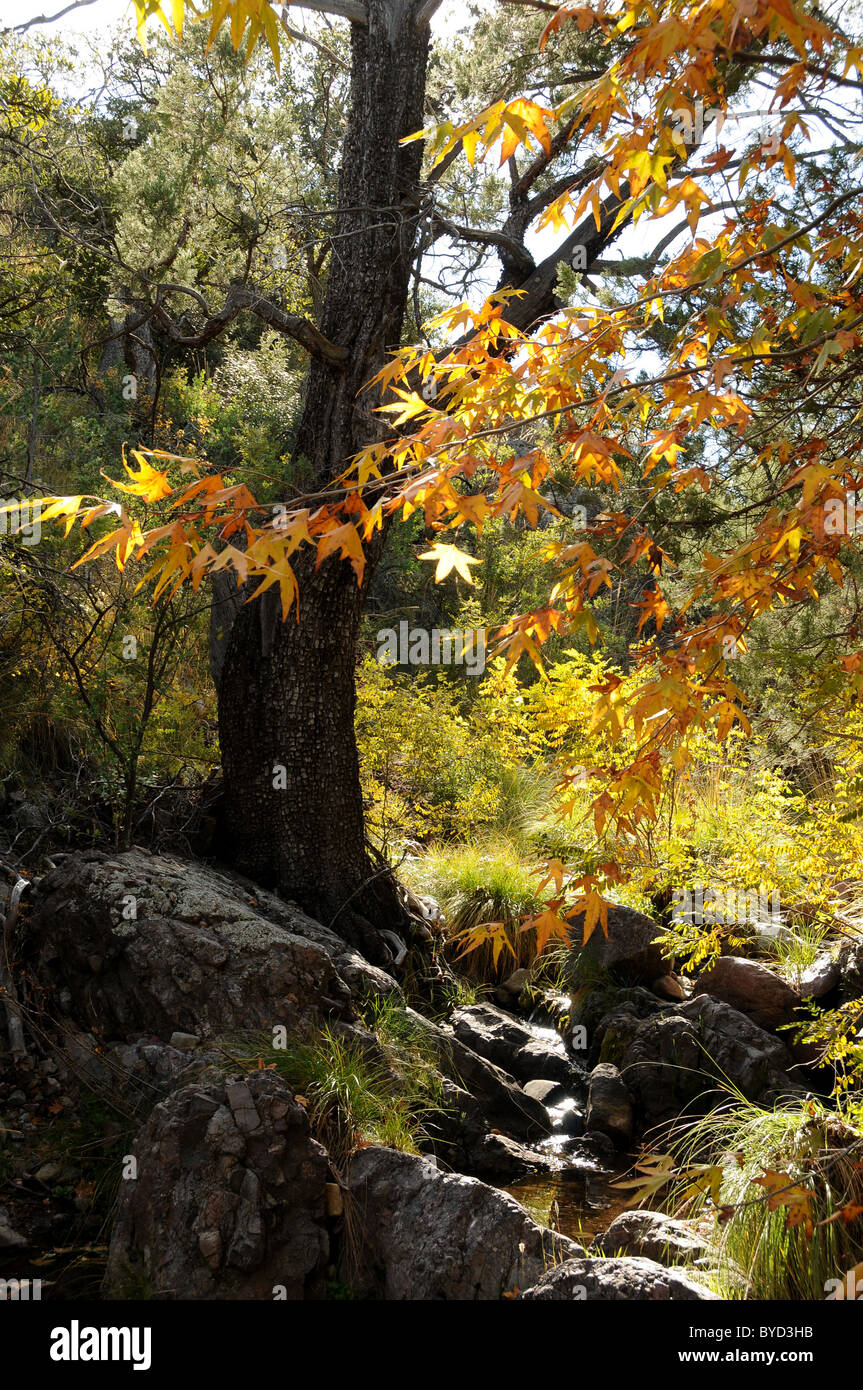 Leaves turn colors in the Fall in Gardner Canyon, Santa Rita Mountains ...