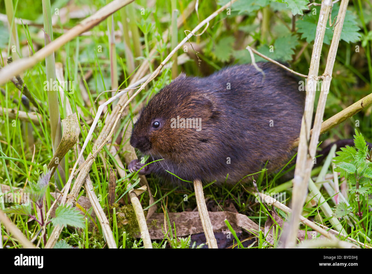 Bank vole feeding hi-res stock photography and images - Alamy