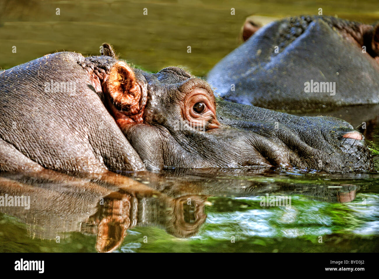 Hippopotamus hippopotamus amphibius in water hi-res stock photography ...