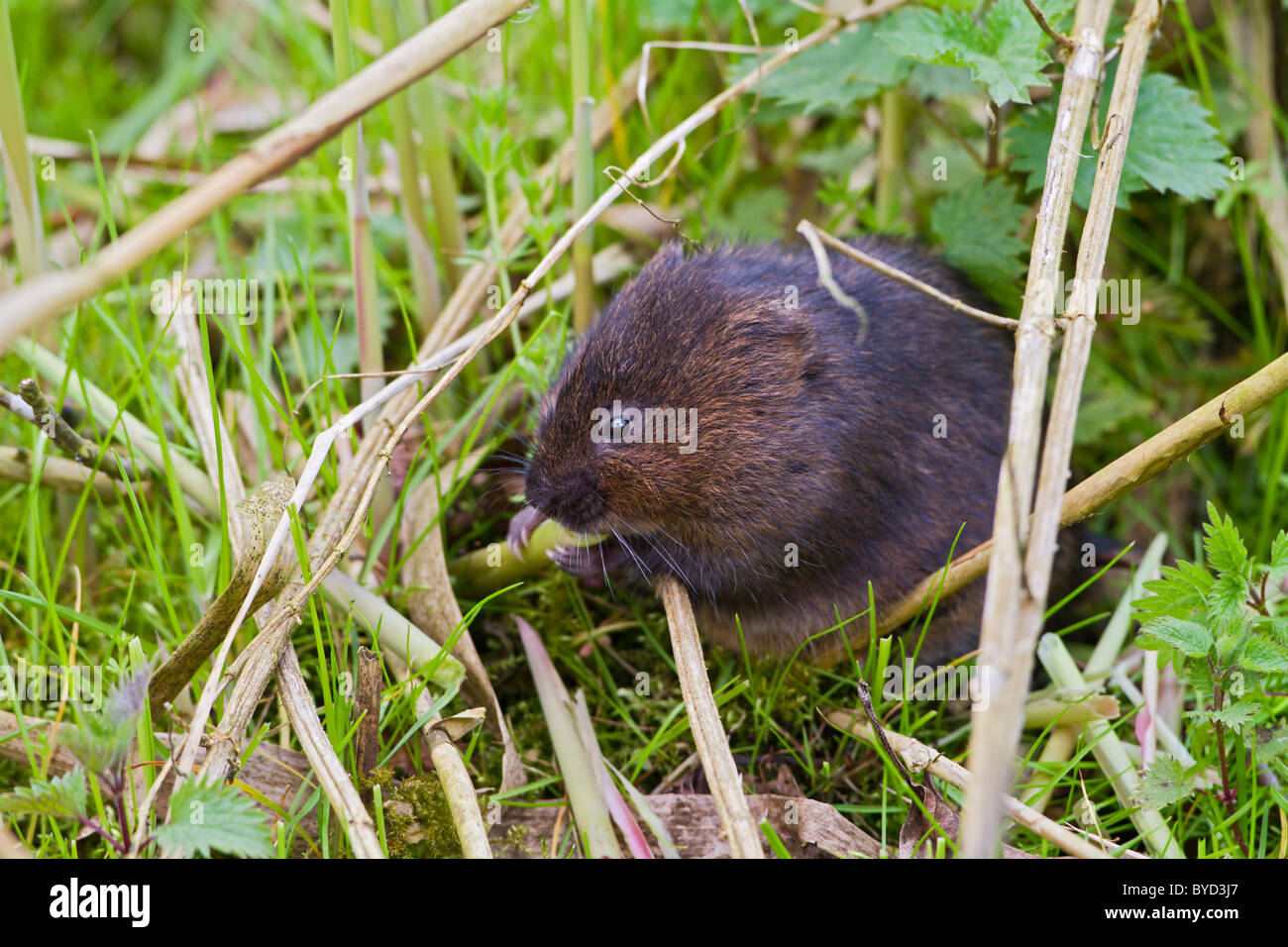 Bank vole feeding hi-res stock photography and images - Alamy