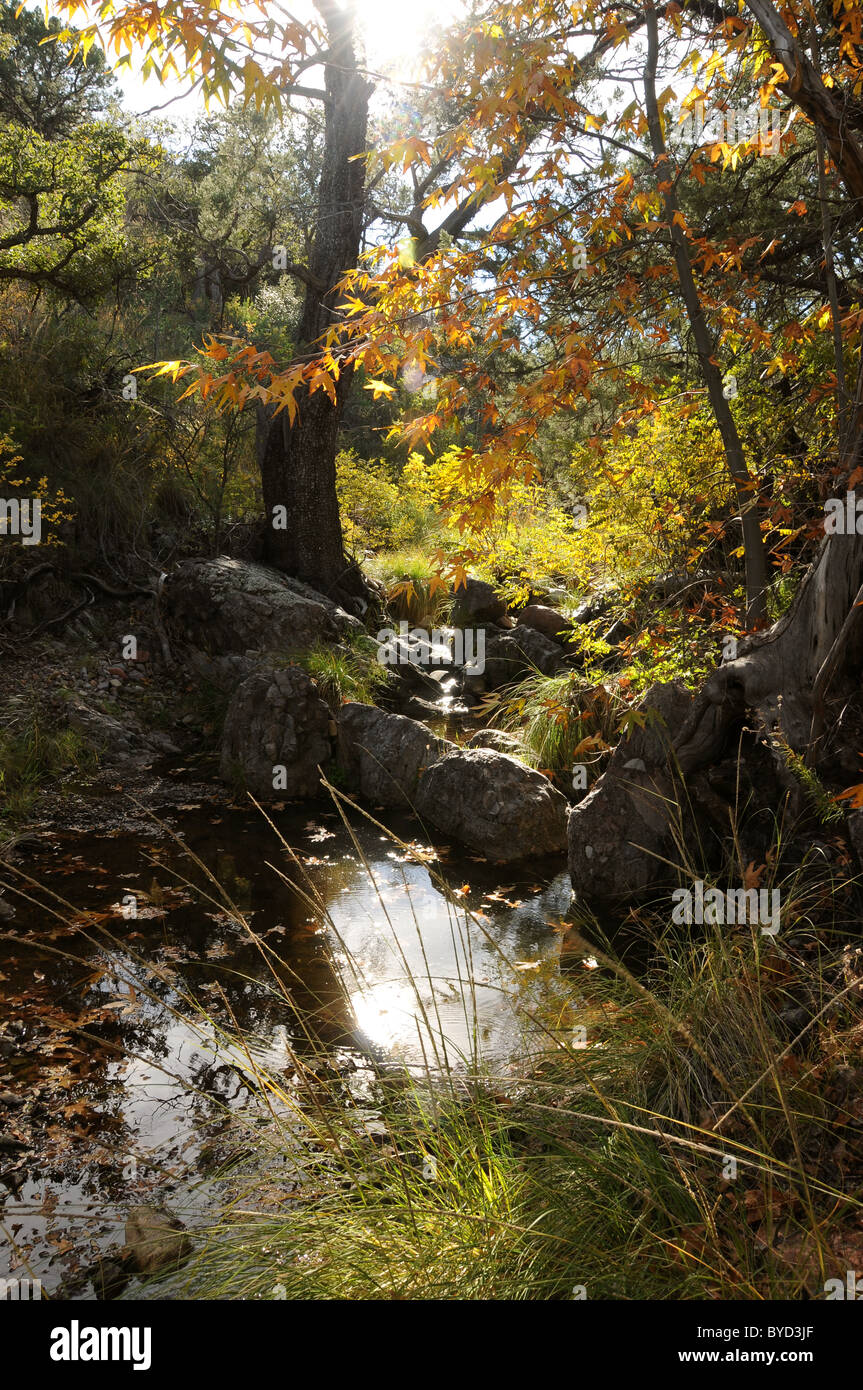 Leaves turn colors in the Fall in Gardner Canyon, Santa Rita Mountains ...