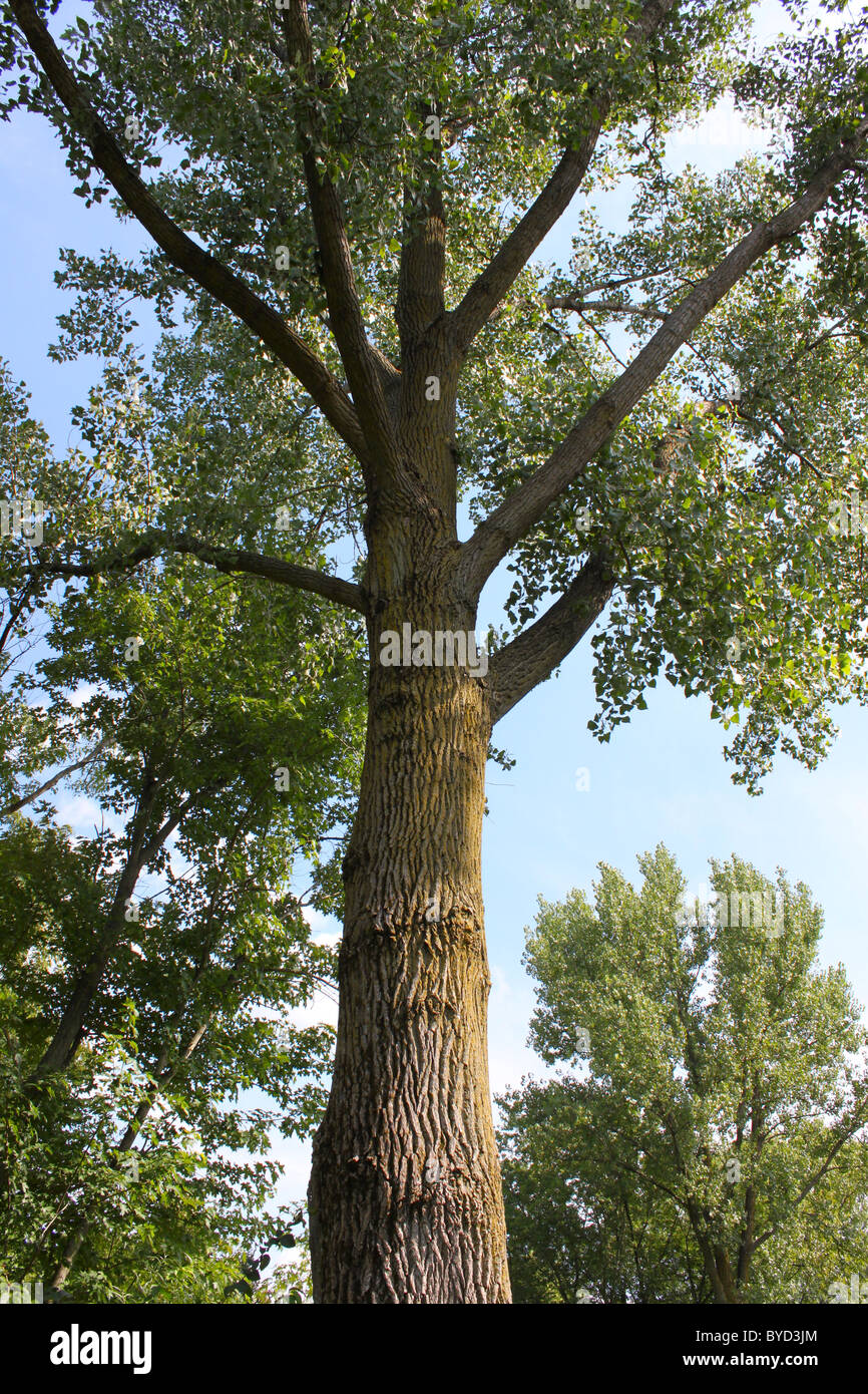 Illinois ecosystem hi-res stock photography and images - Alamy