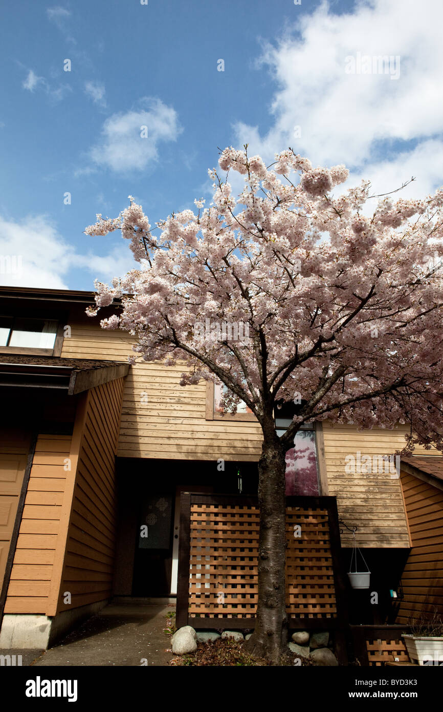 A tree in full cherry blossom outside a house in Victoria, BC, Canada ...