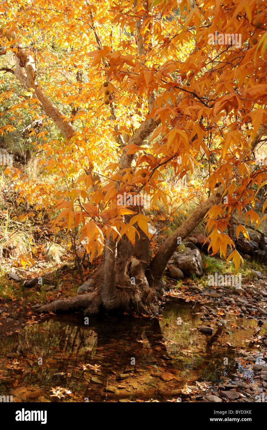 Leaves turn colors in the Fall in Gardner Canyon, Santa Rita Mountains ...