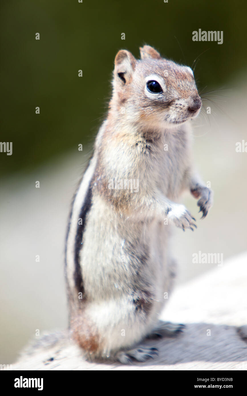 Squirrel in banff national park hi-res stock photography and images - Alamy