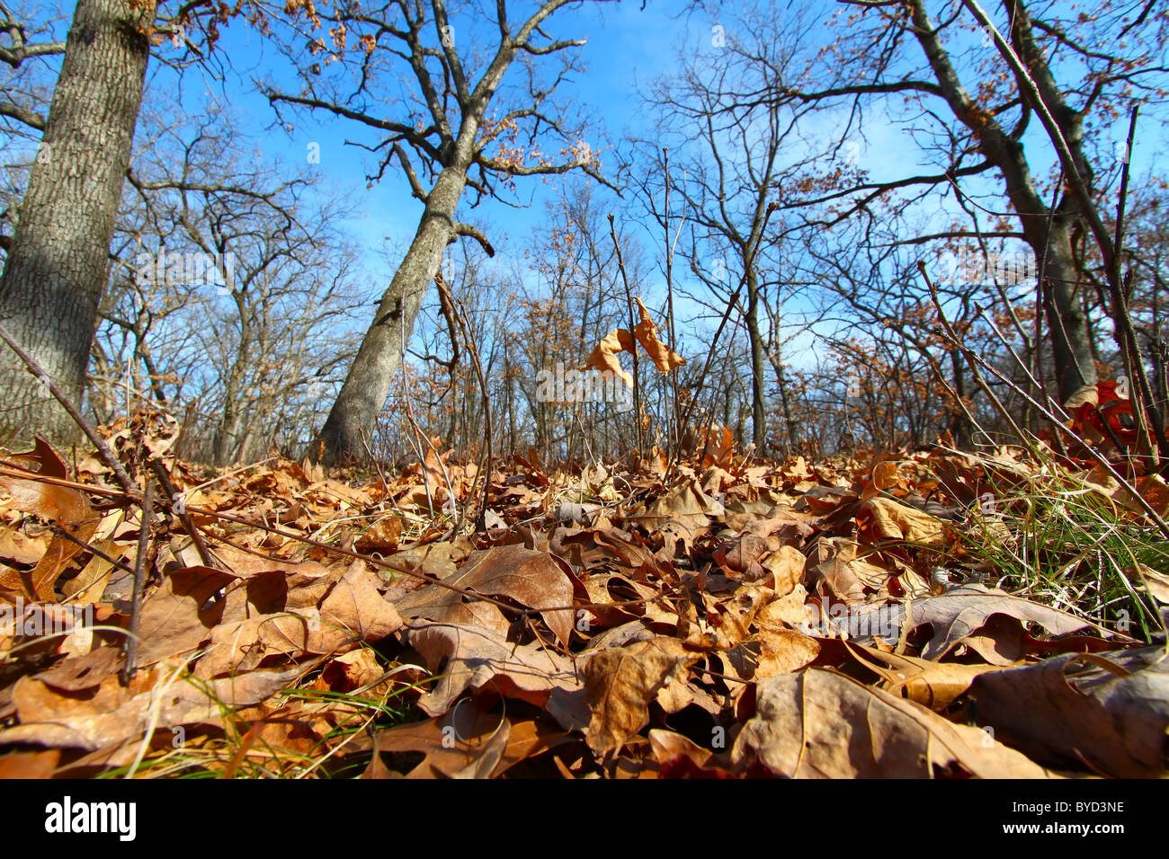 Winnebago county forest preserve hi-res stock photography and images ...