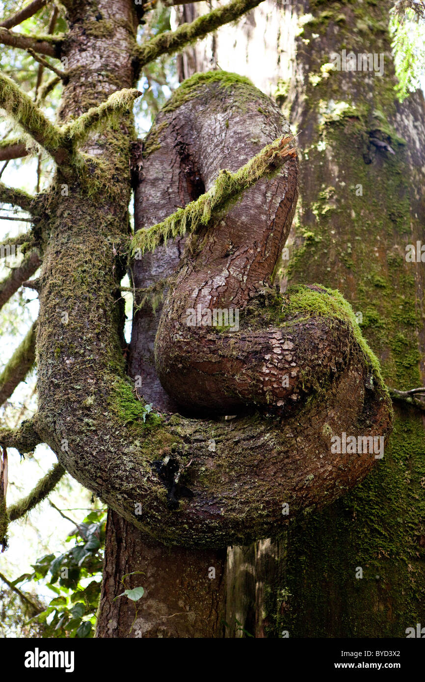 A strangely shaped tree in Tofino, BC, Canada Stock Photo - Alamy