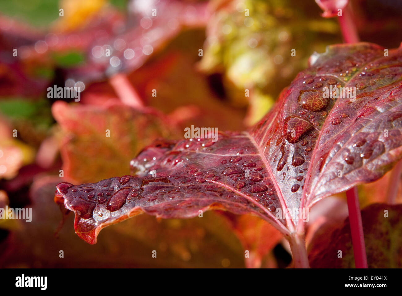 A red leaf with drops of water Stock Photo - Alamy