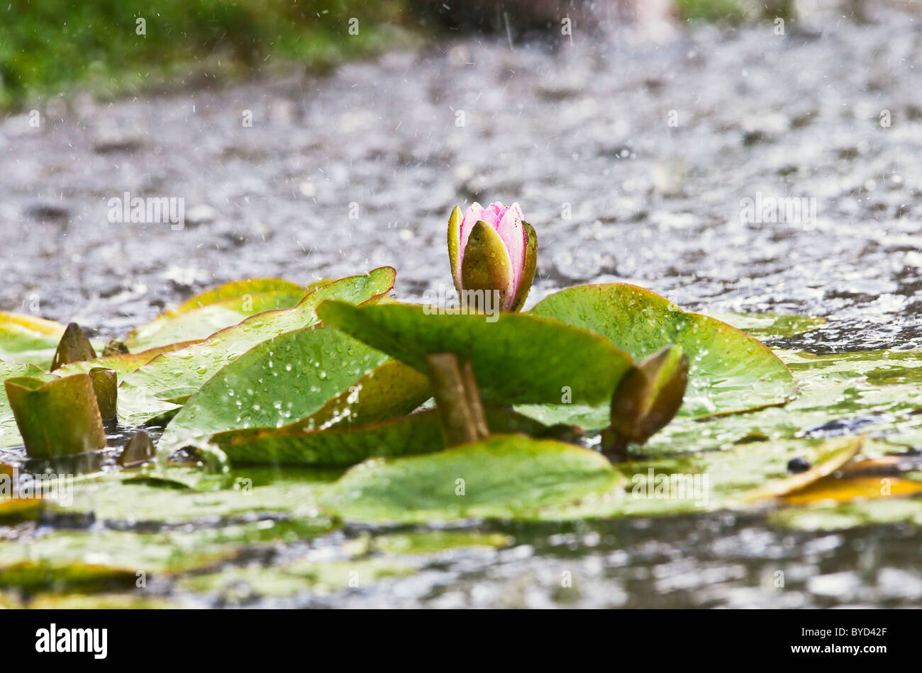 Water lily in rain Stock Photo - Alamy