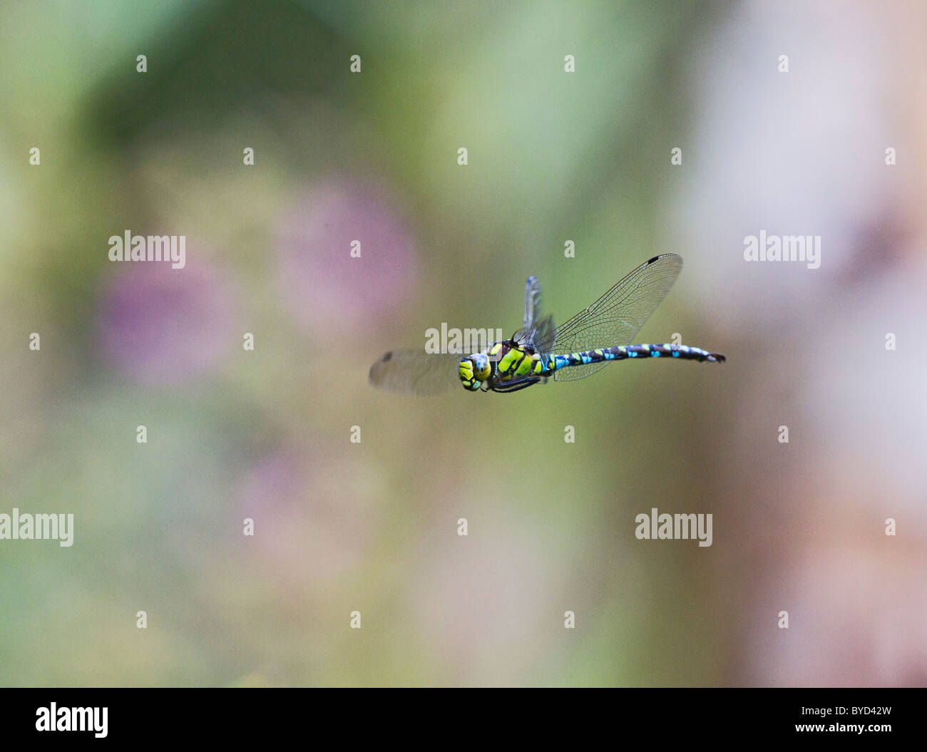 Flying aeshna cyanea hi-res stock photography and images - Alamy