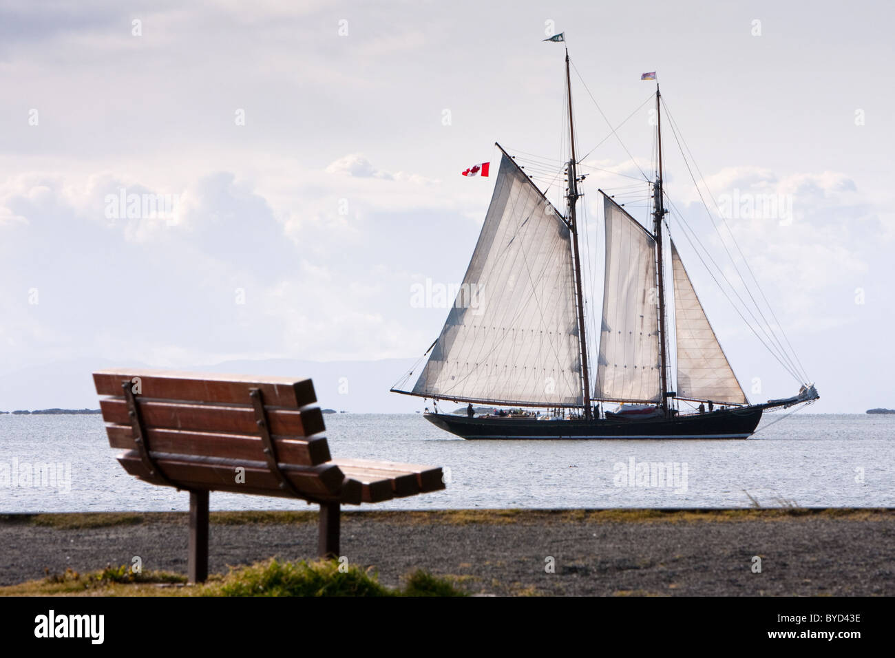 The Pacific Grace, here in Cadboro Bay, Victoria, BC, is used for ...