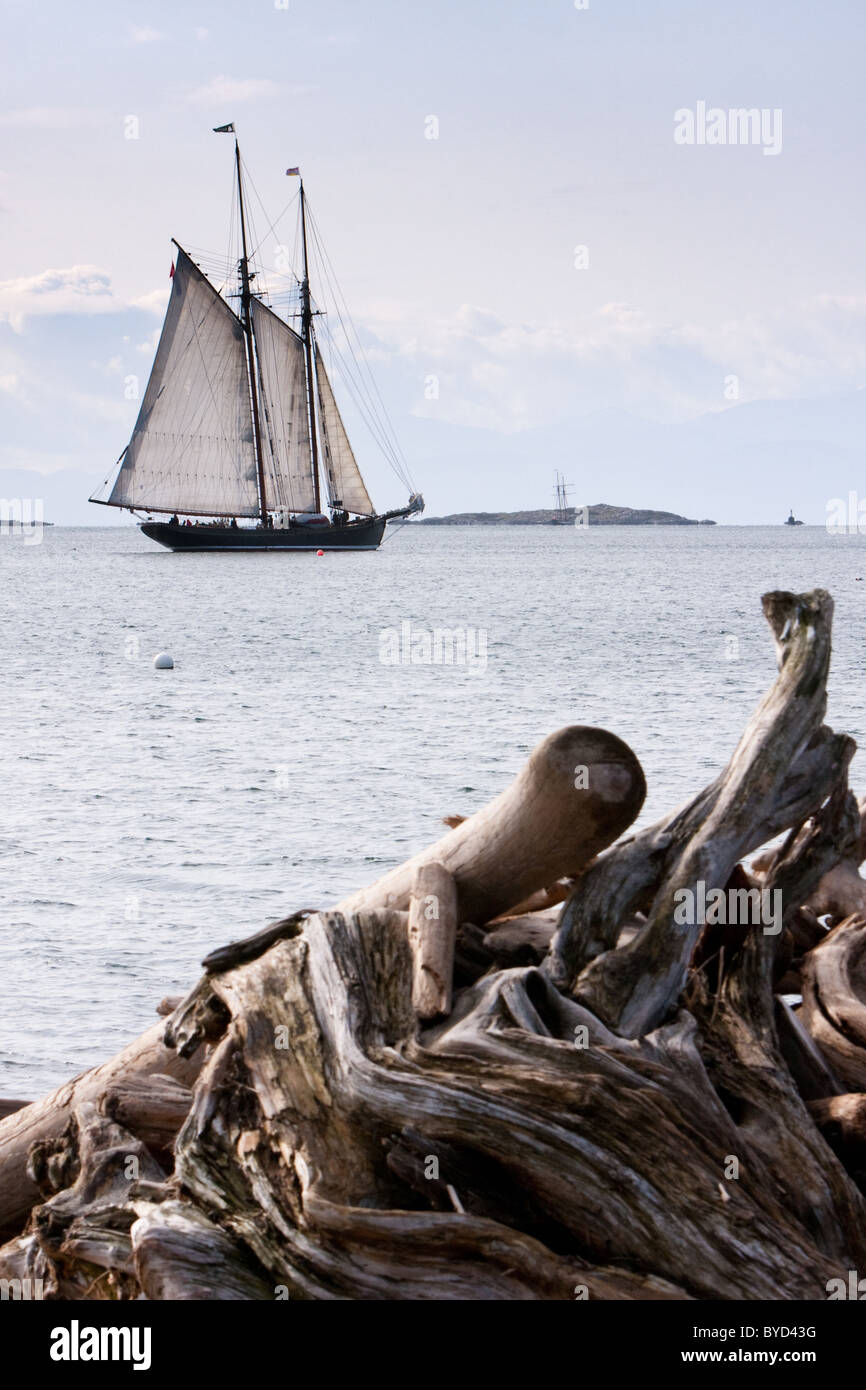 The Pacific Grace, here in Cadboro Bay, Victoria, BC, is used for ...