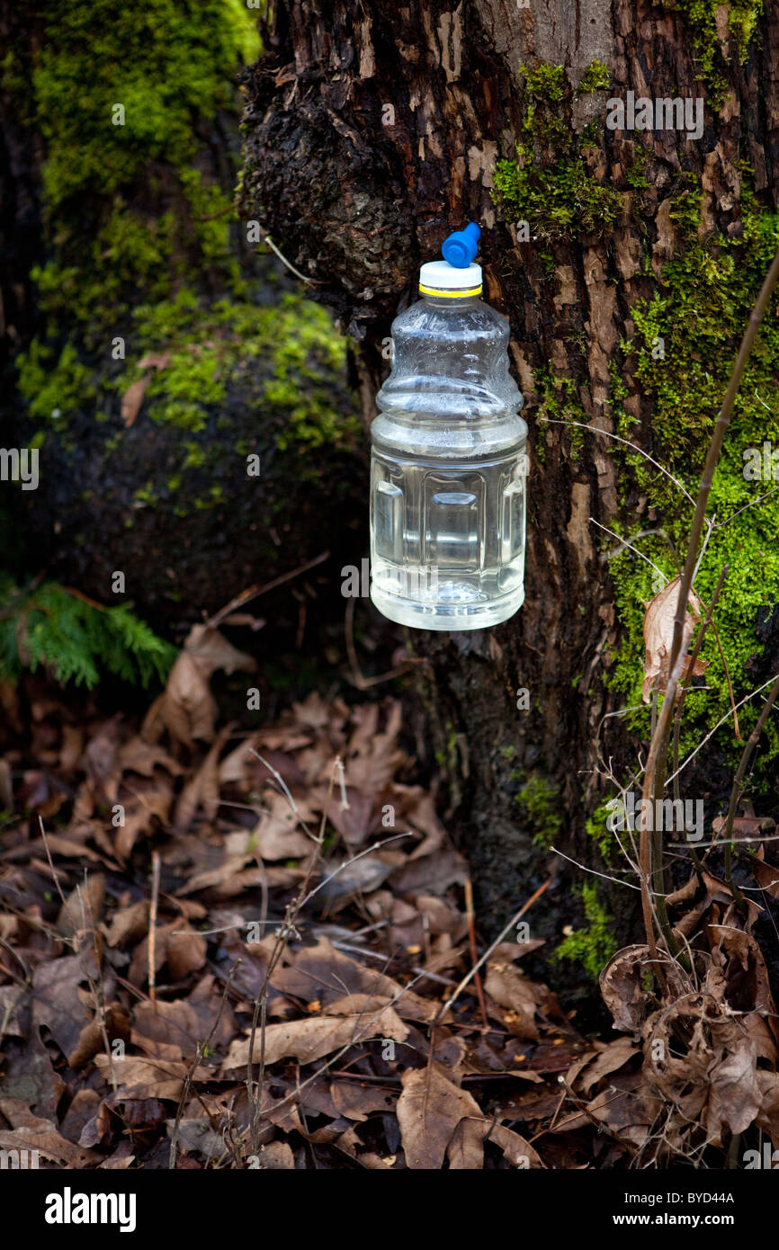 Maple tree syrup hi-res stock photography and images - Alamy
