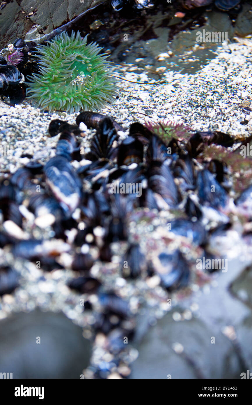 A green anemone and some mussels in a tidal pool on a beach near Tofino ...