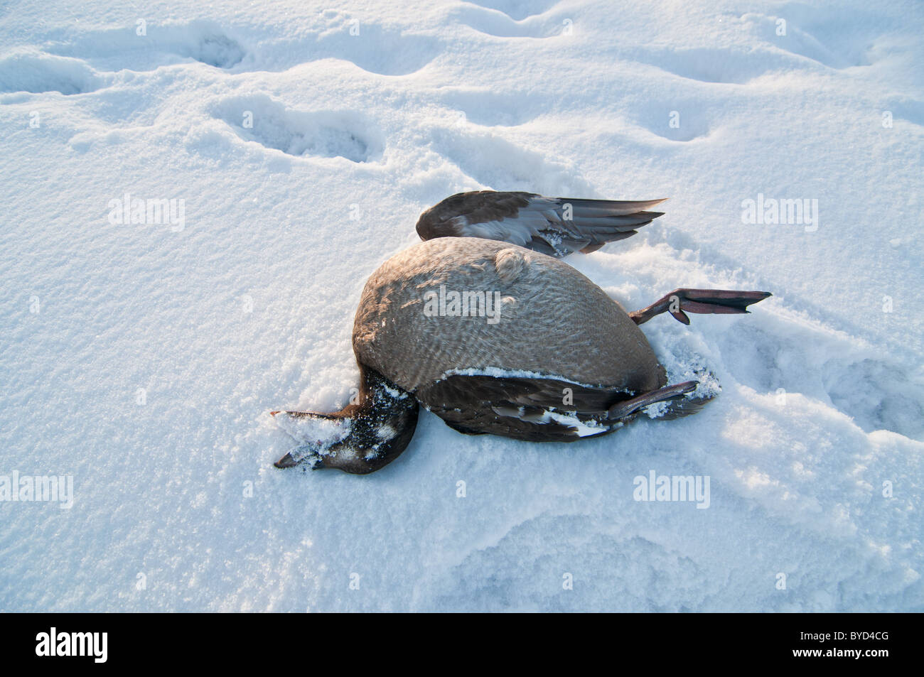 Dead duck hi-res stock photography and images - Alamy