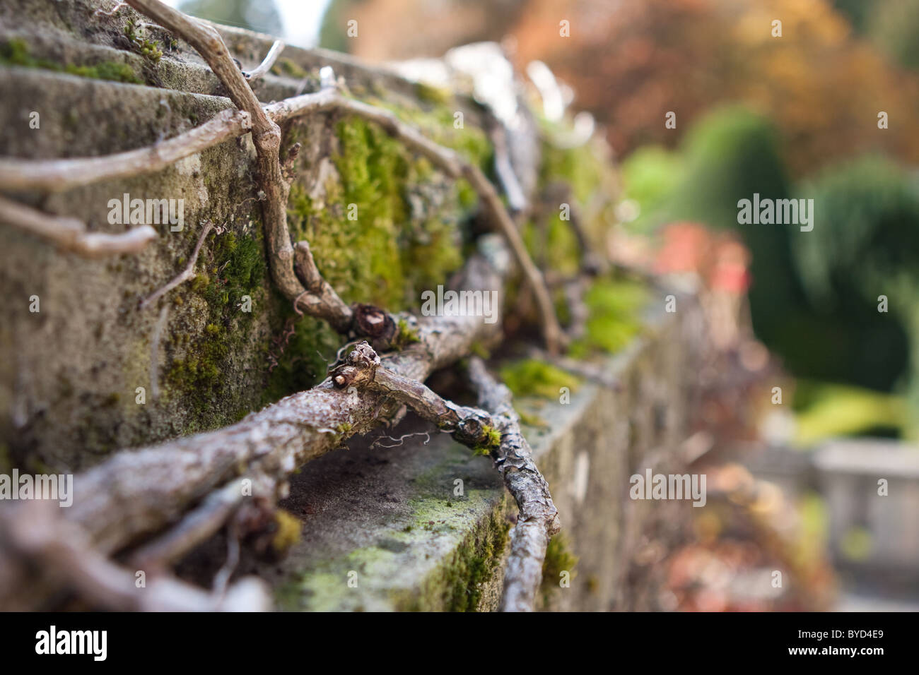 A branch climbing on a concrete railing at Hatley Castle on Vancouver ...