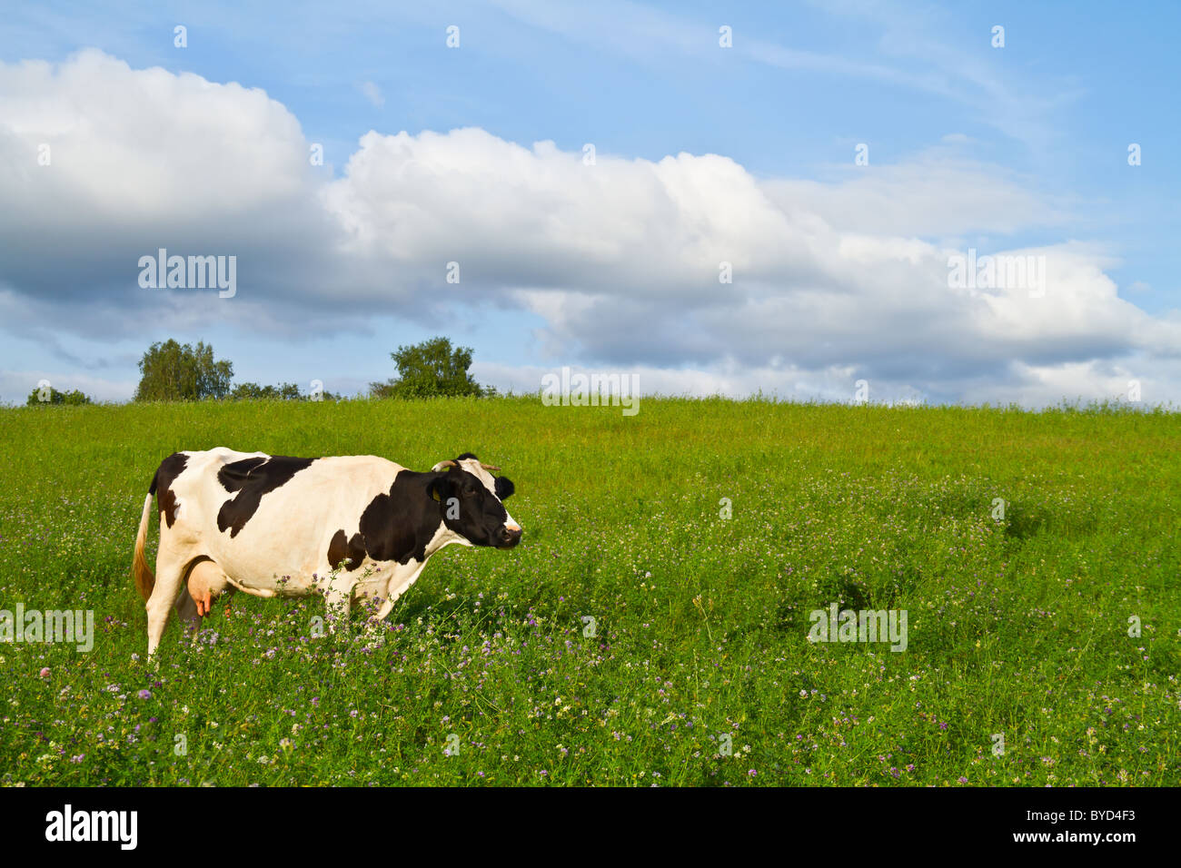 cow on spring meadow Stock Photo - Alamy