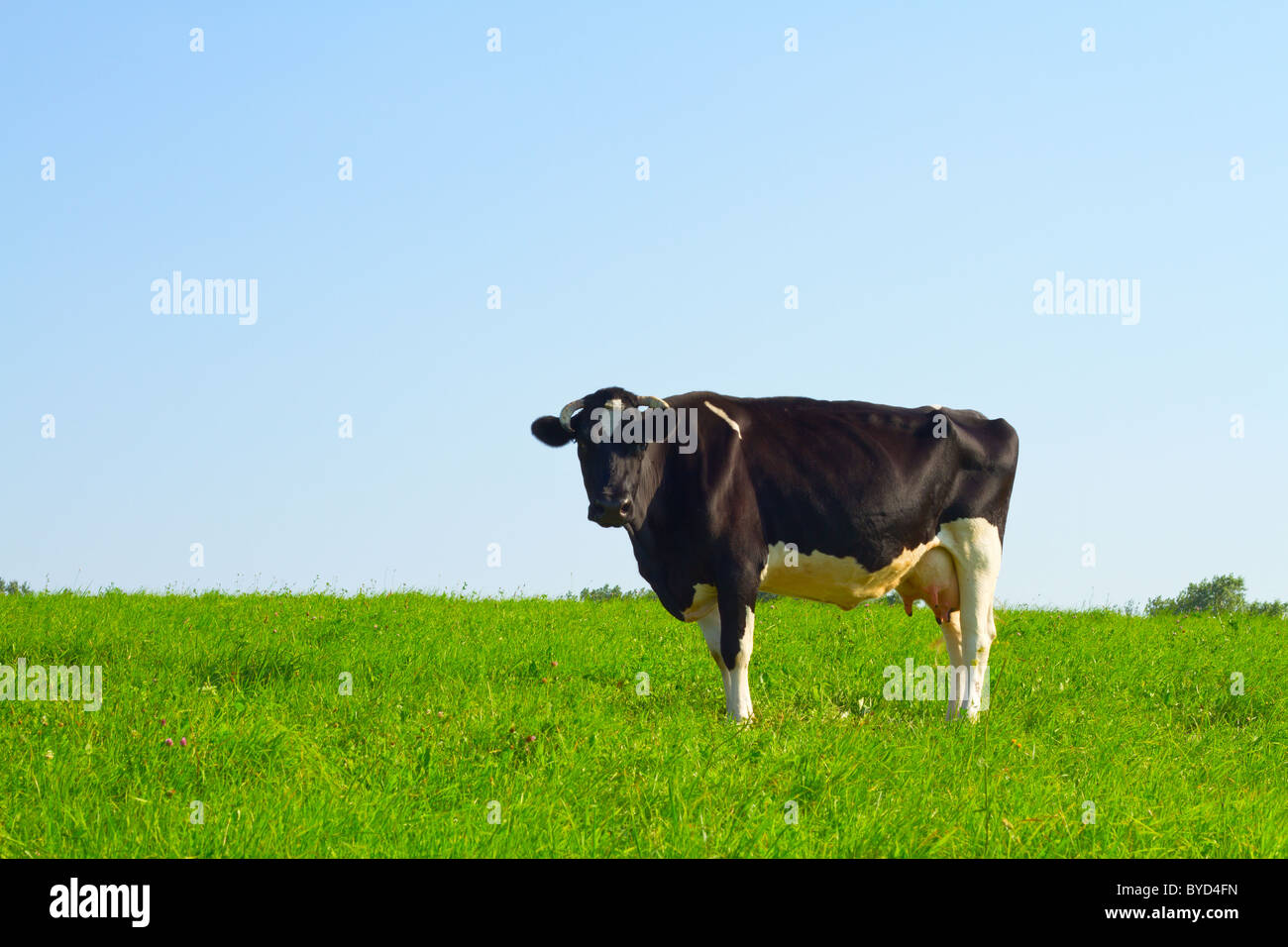 cow on meadow Stock Photo - Alamy