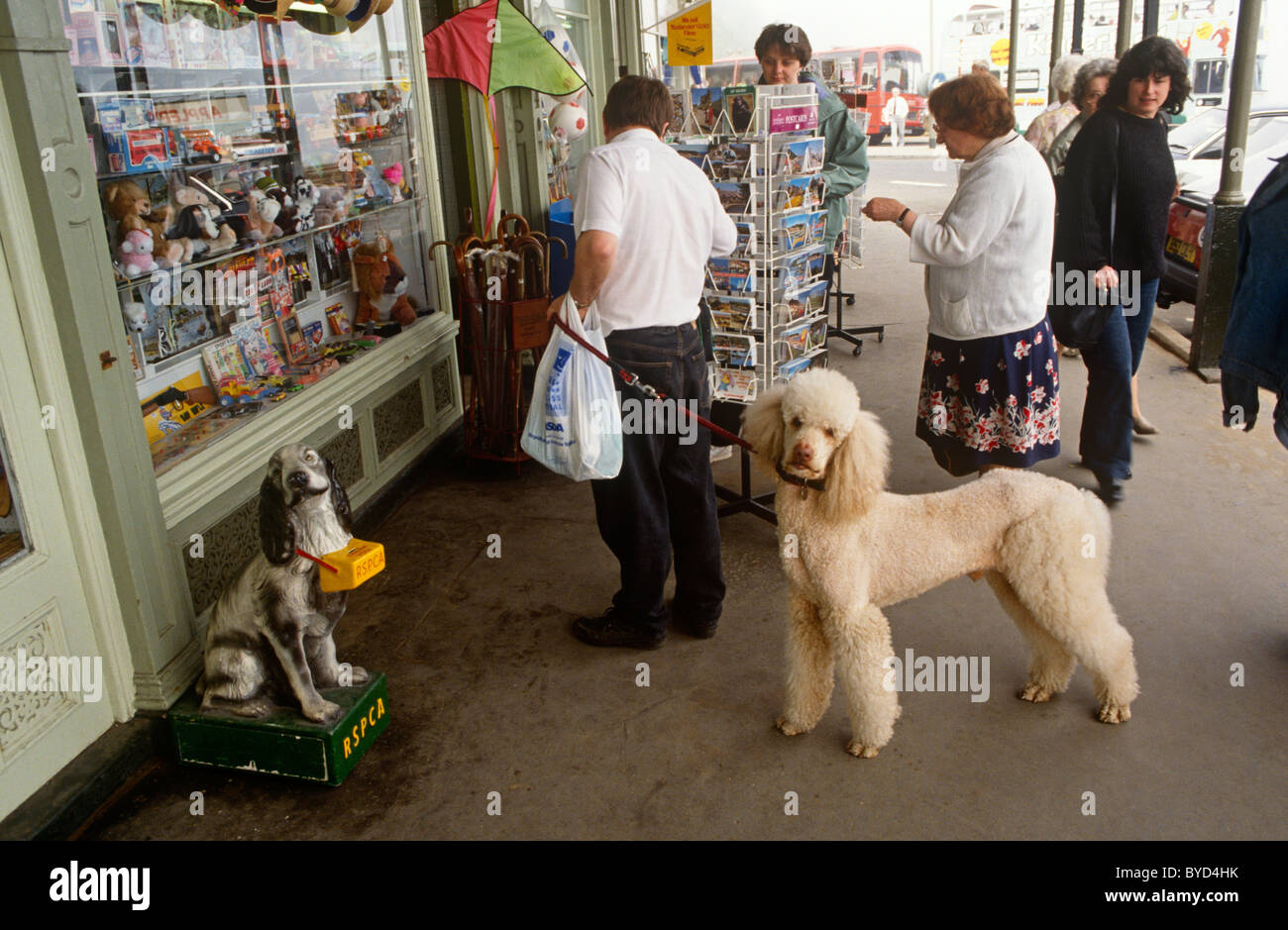 Rspca charity collection box hi-res stock photography and images - Alamy