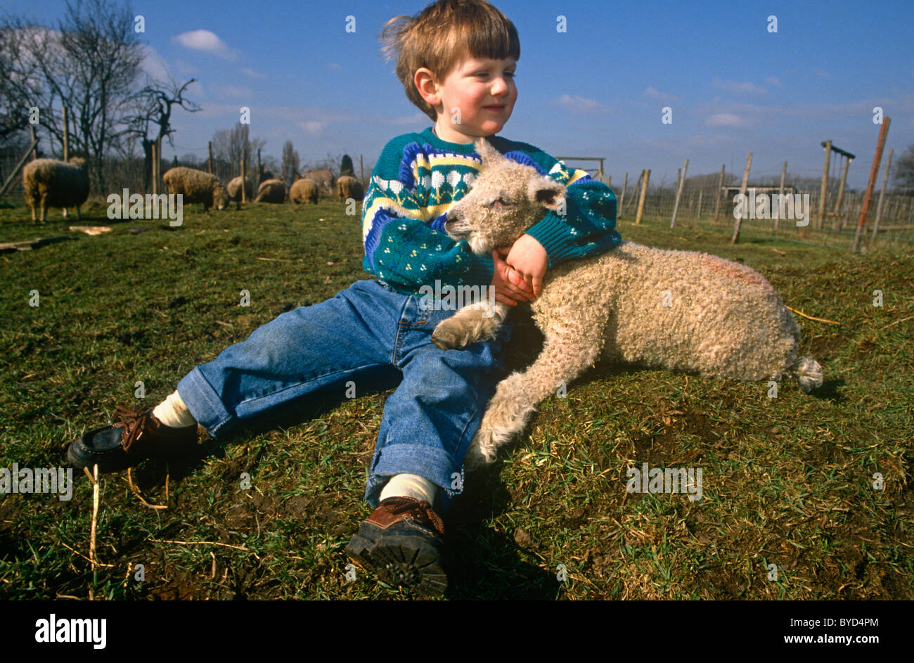 Young boy in a field plays with a lamb at Drusillas Park Zoo Stock ...