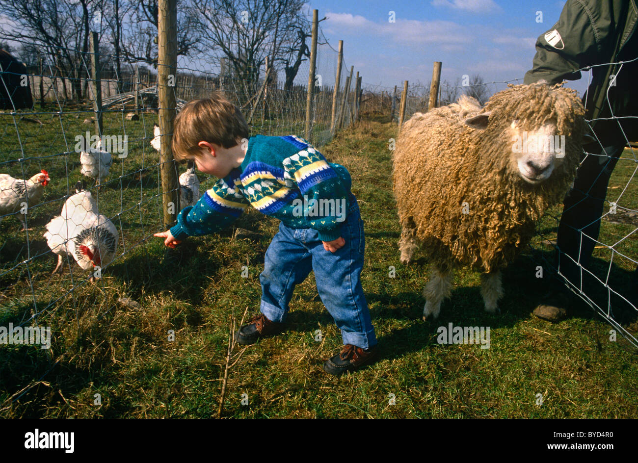 Young boy in a field plays with a ewe and chickens at Drusillas Park ...