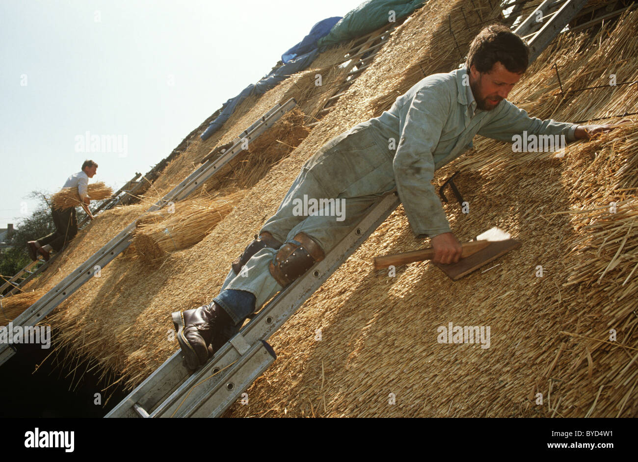 Layering water reed on to the roof of a Suffolk cottage, traditional ...