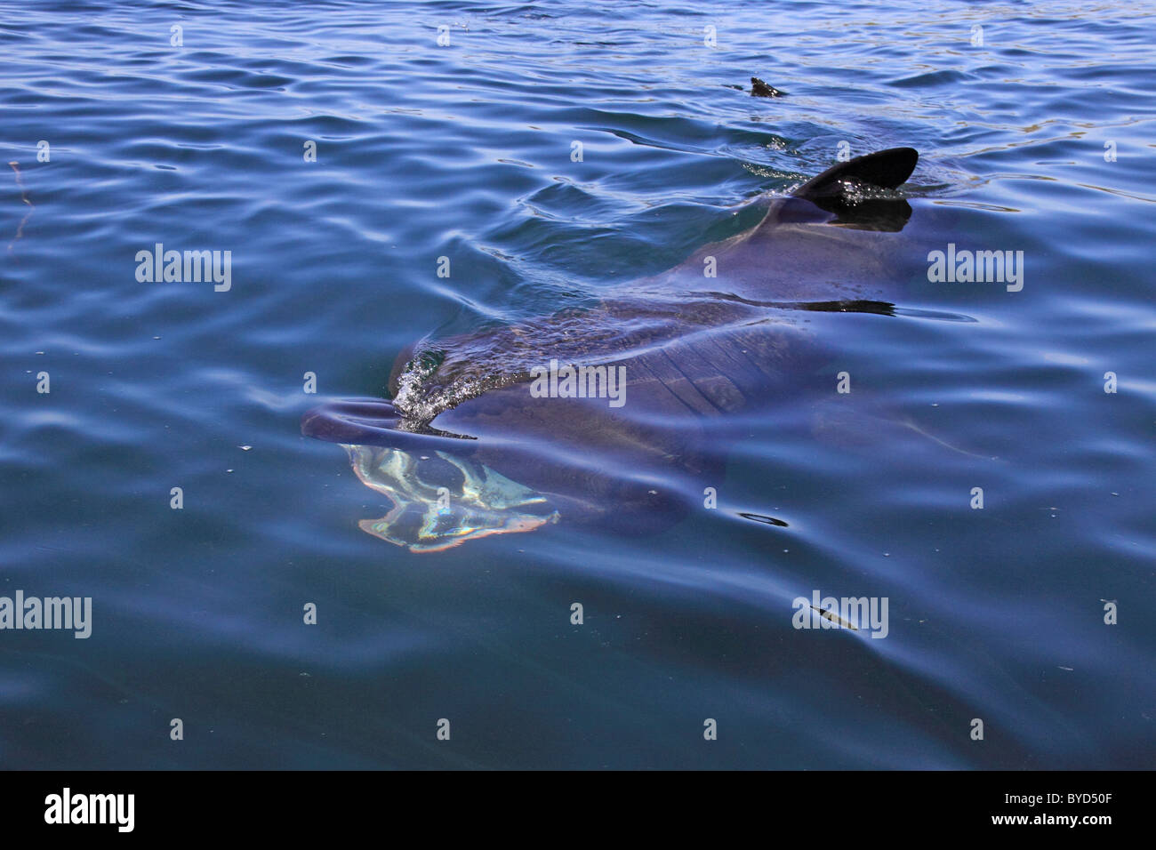 Basking shark hi-res stock photography and images - Alamy