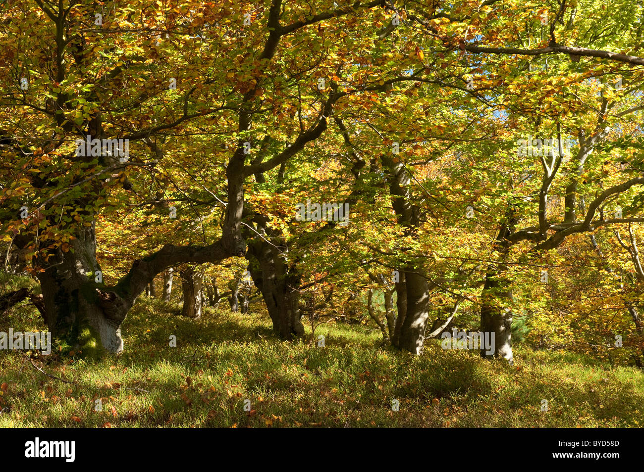 Beech trees (Fagus sylvatica) in a woodland pasture, Germany, Europe ...