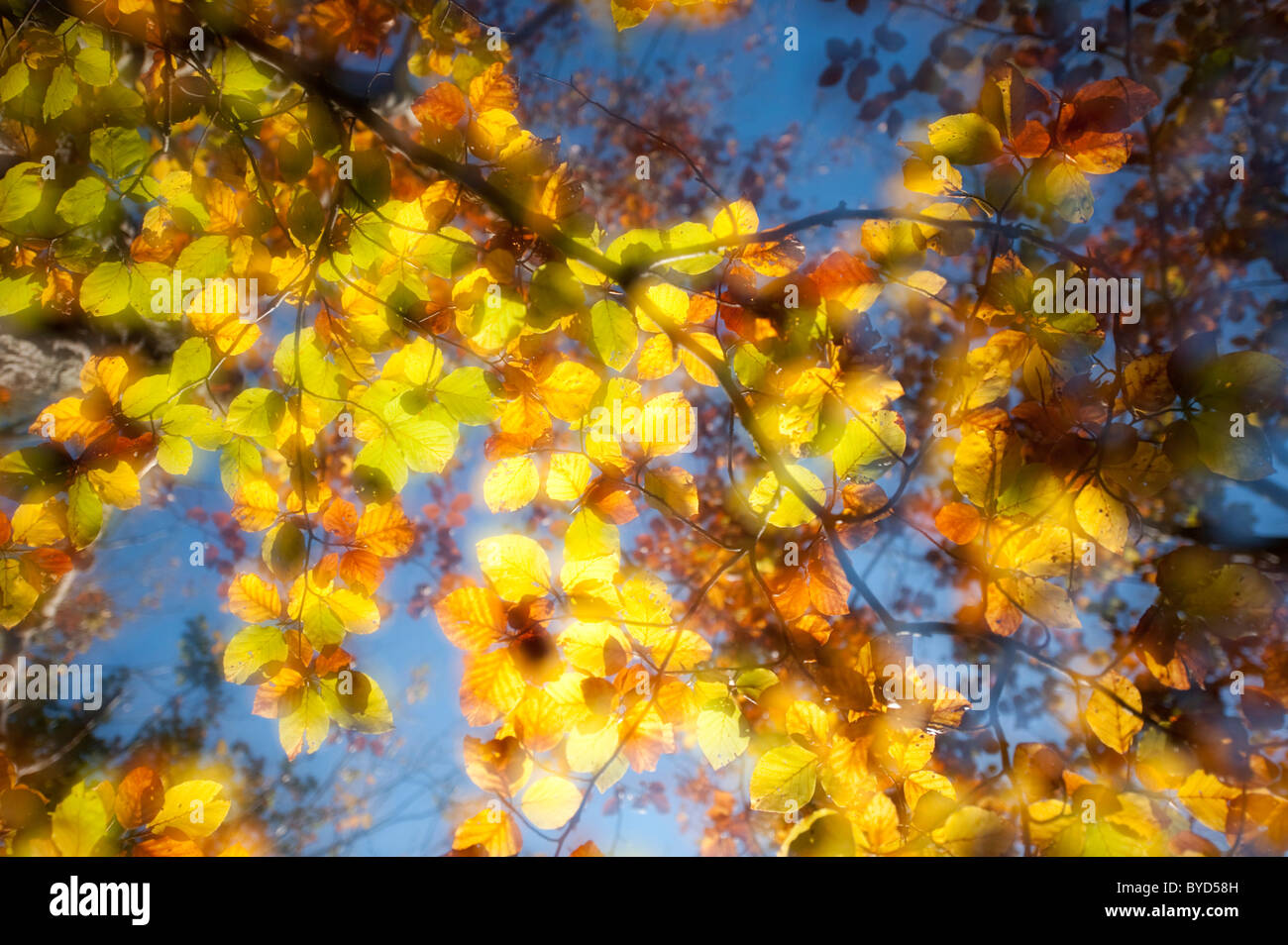 Coloured beech foliage, European Beech or Common Beech (Fagus sylvatica ...