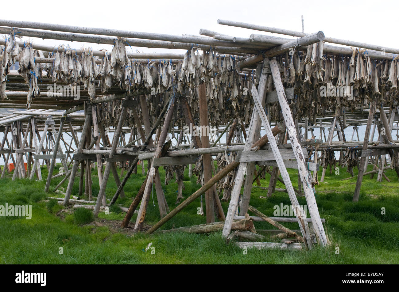 Drying fish, Flateyri, Iceland, Europe Stock Photo - Alamy
