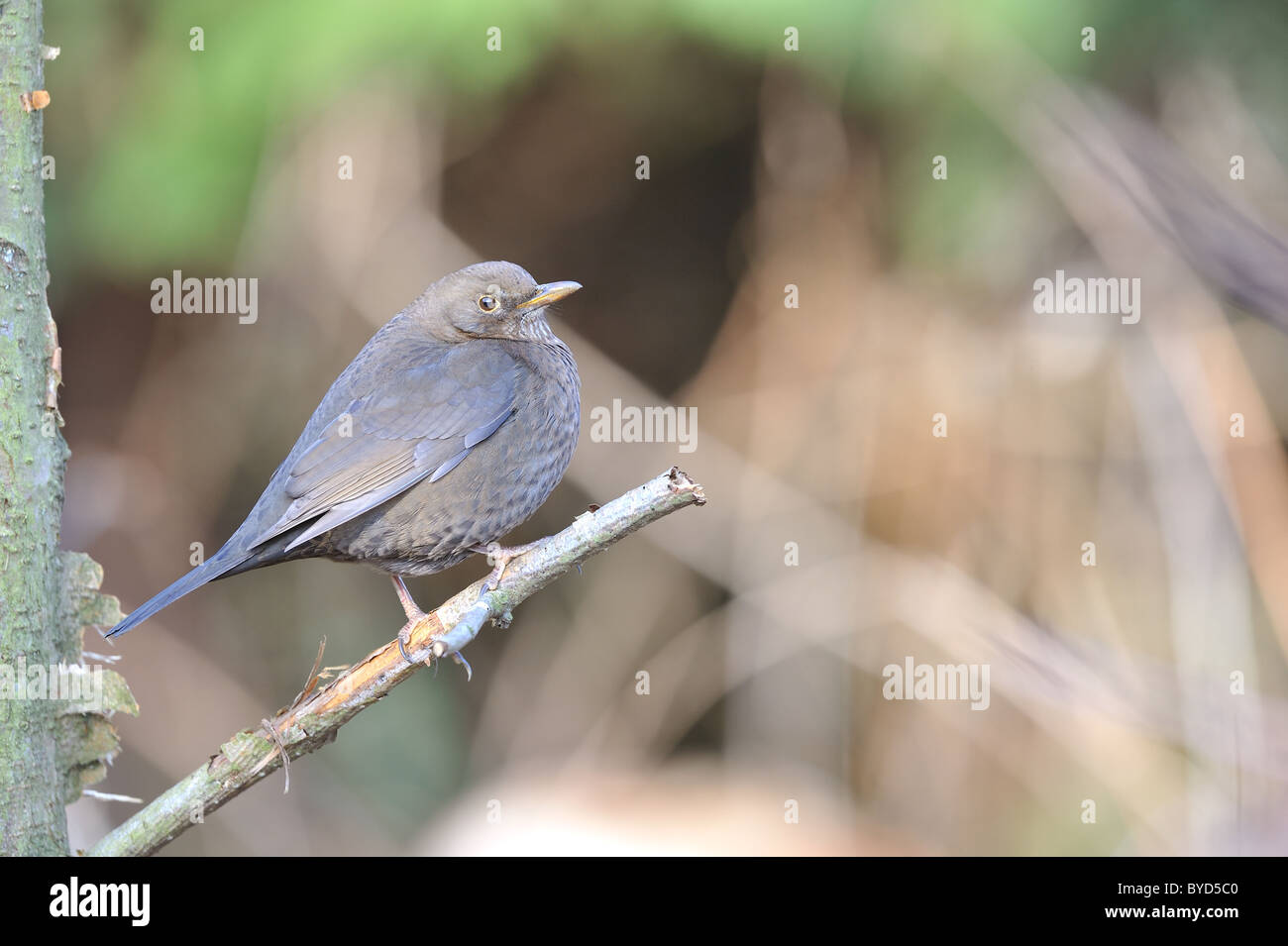 Dead common blackbird hi-res stock photography and images - Alamy